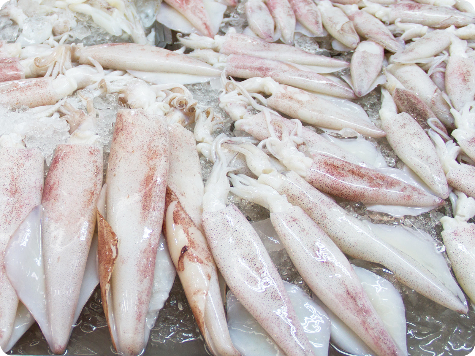 Fresh Squid (whole, uncleaned) by the pound – Honolulu Catch