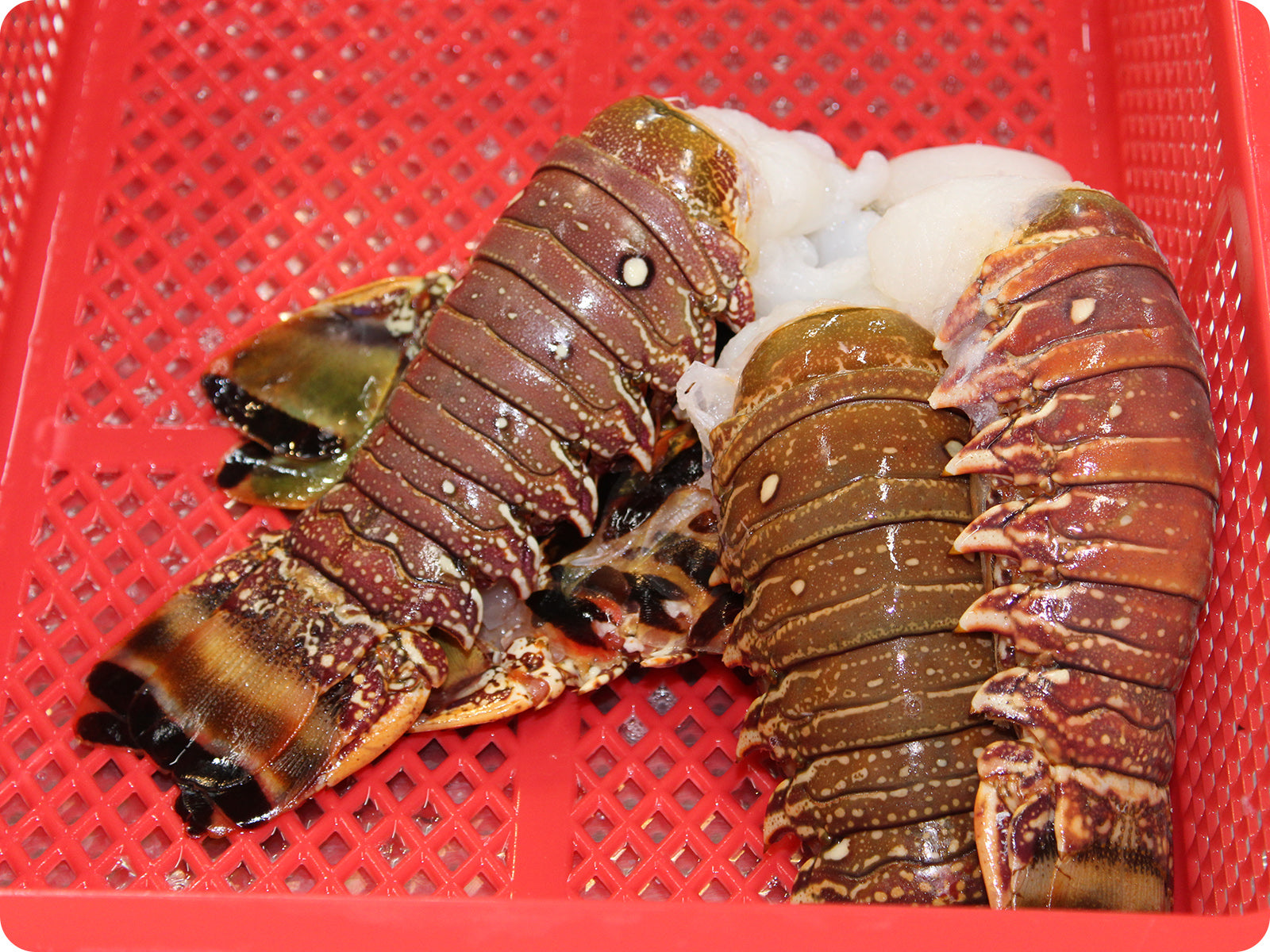 Caribbean Lobster Tails (large) by the pound – Honolulu Catch